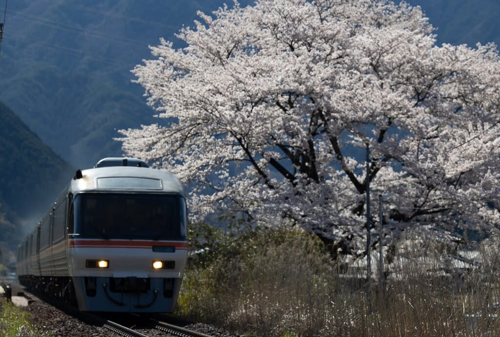 天気上々桜満開 : 飛 鉄(HITETSU)