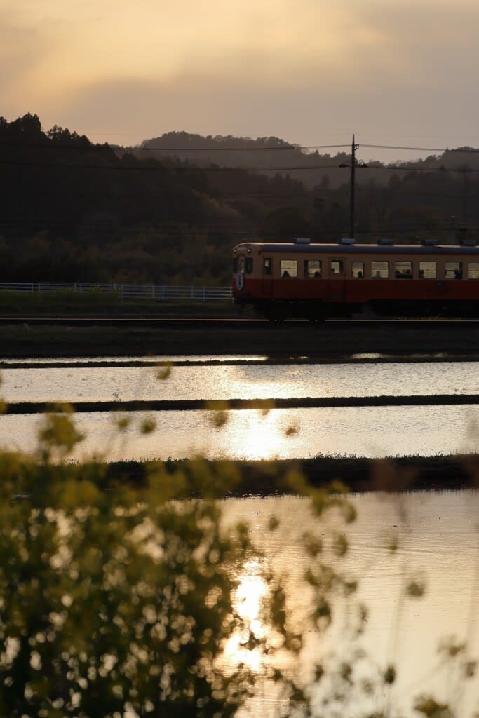 2025 さくら 小湊鉄道 Vol.17 : 飛 鉄(HITETSU)