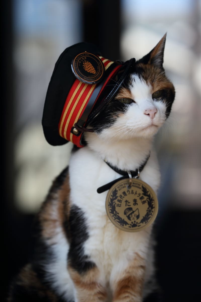 さようなら たま駅長 : 飛 鉄(HITETSU)