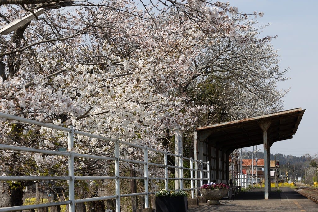 小湊の春 2021 vol.1 : 飛 鉄(HITETSU)