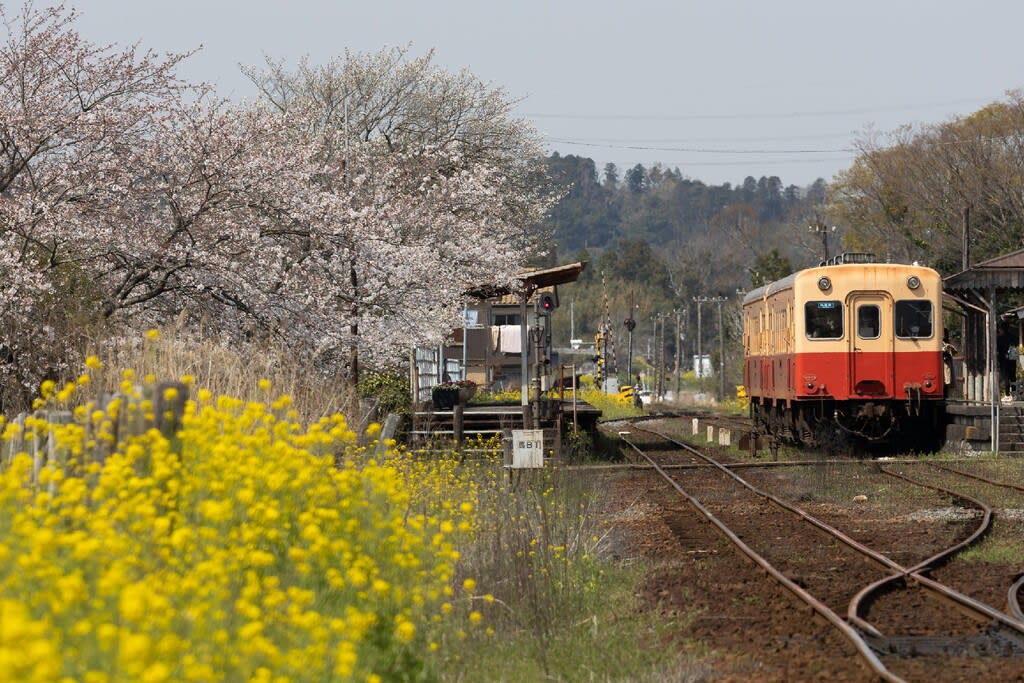 小湊の春 2021 vol.1 : 飛 鉄(HITETSU)