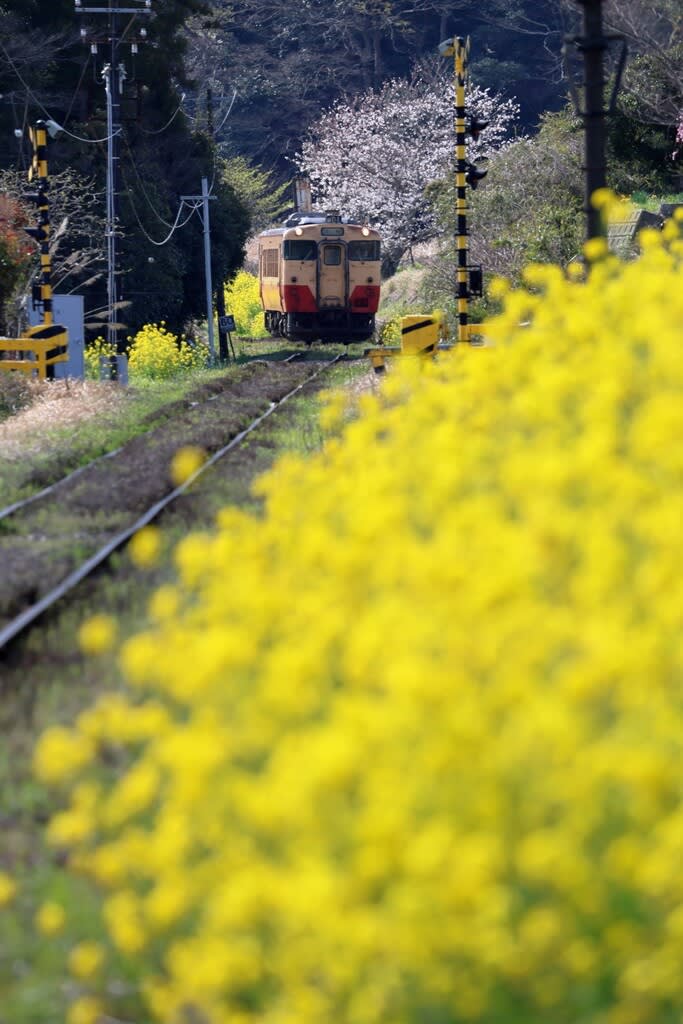 2025 さくら 小湊鉄道 Vol.3 : 飛 鉄(HITETSU)