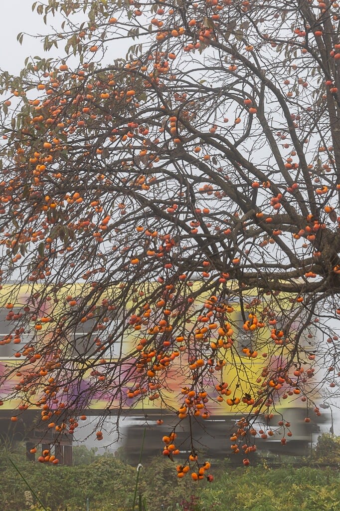 フラワー長井線 2024 VoL.4 : 飛 鉄(HITETSU)