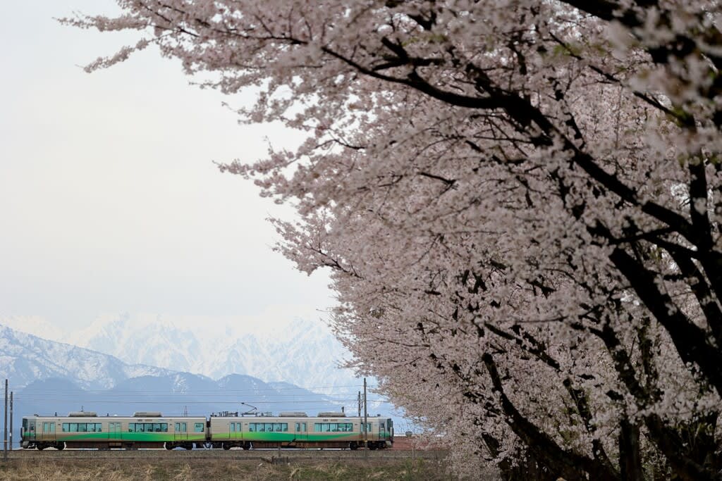 2023 さくらと愛でる Vol.38 : 飛 鉄(HITETSU)