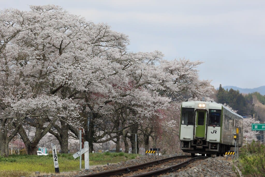 夏井のさくら その1 : 飛 鉄(HITETSU)