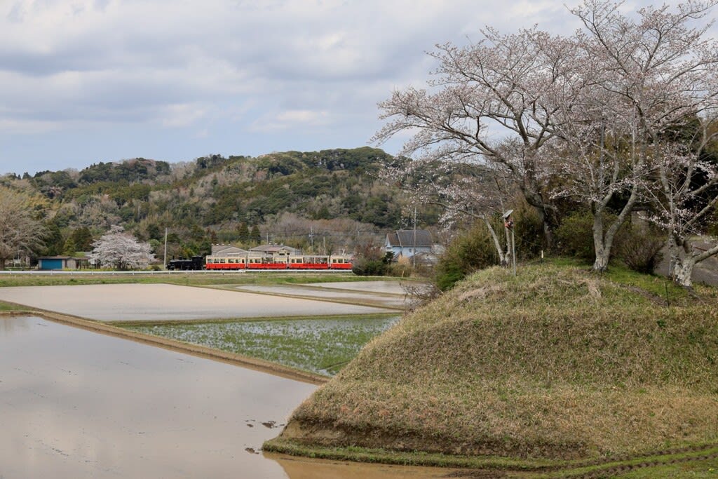 2025 さくら 小湊鉄道 Vol.6 : 飛 鉄(HITETSU)