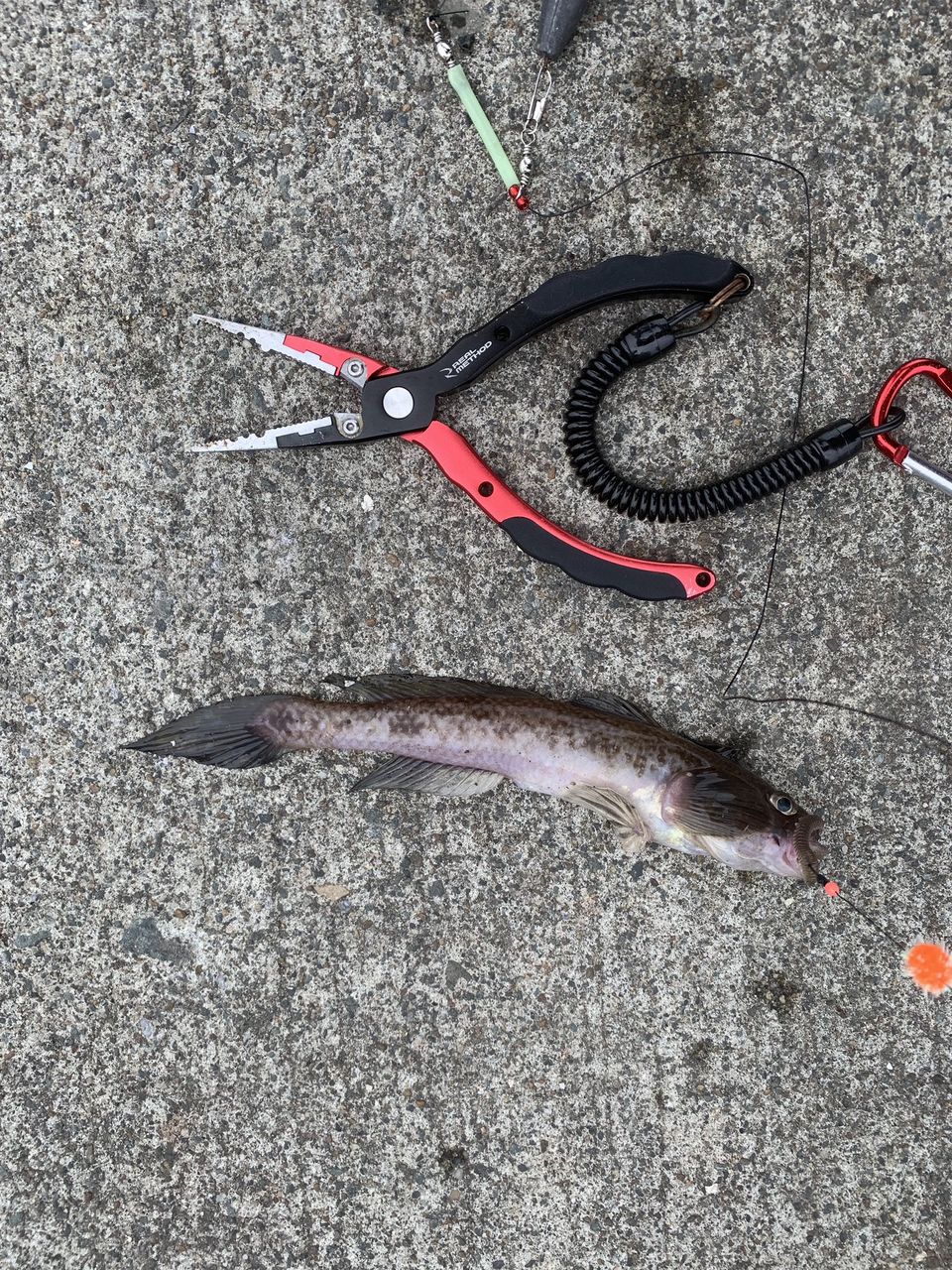 俺的日刊釣り情報 : 2019年08月16日