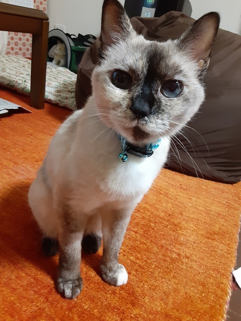 judy blue eyes : シャム猫ジュディ子の宅急便