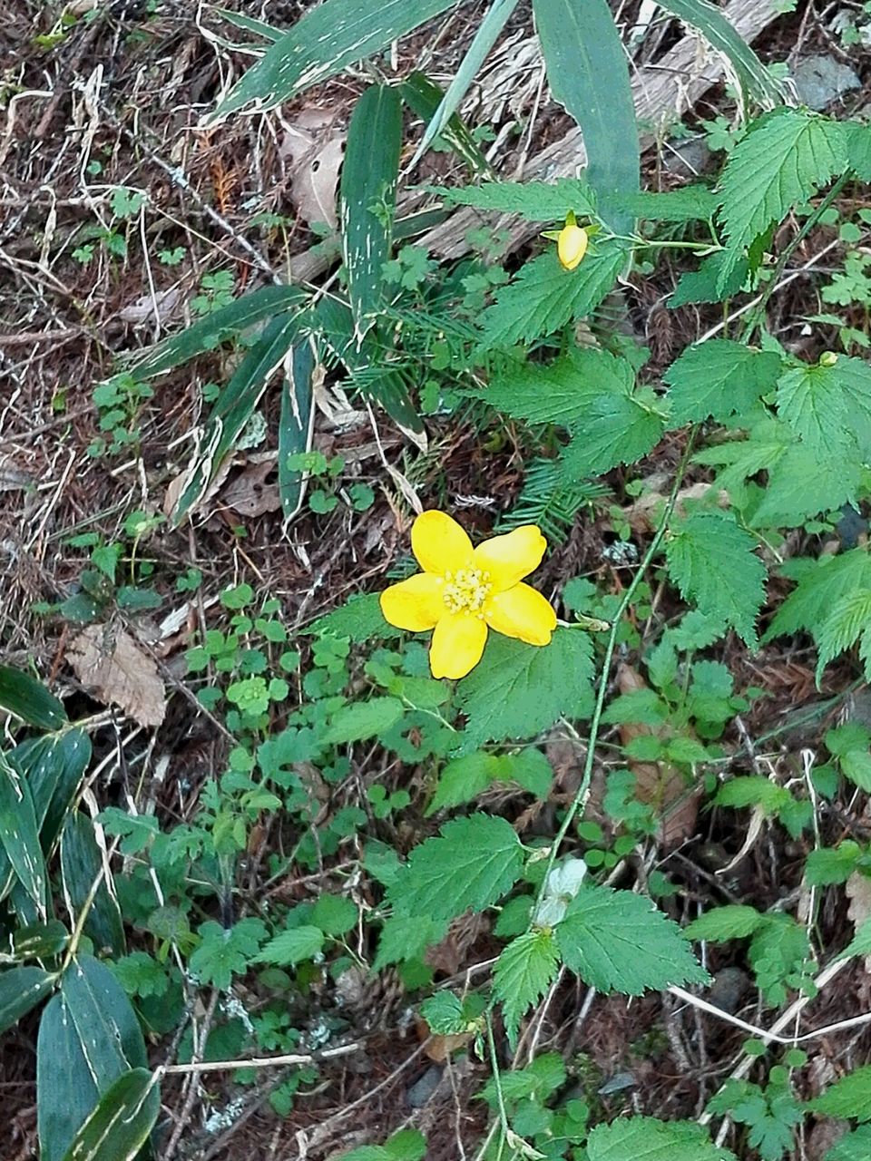 携帯 : シャム猫ジュディ子の宅急便