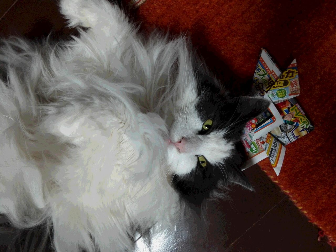 携帯 : シャム猫ジュディ子の宅急便