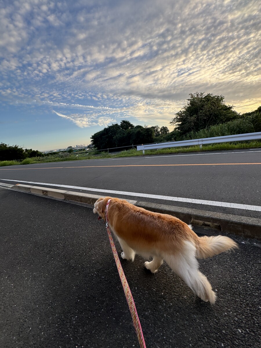 やっぱり アレかしら・・・ : JUNKLAND