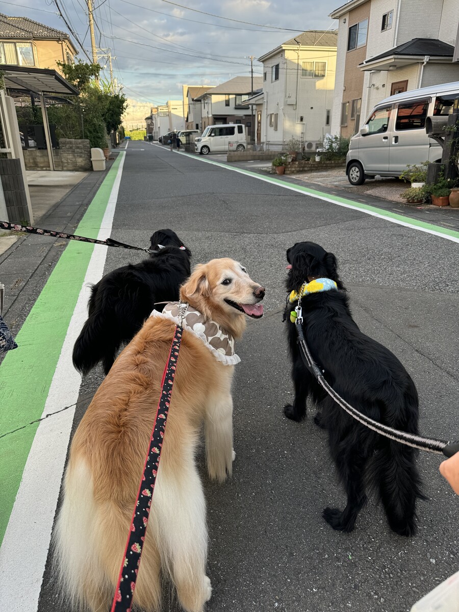 可愛いリード♪ : JUNKLAND