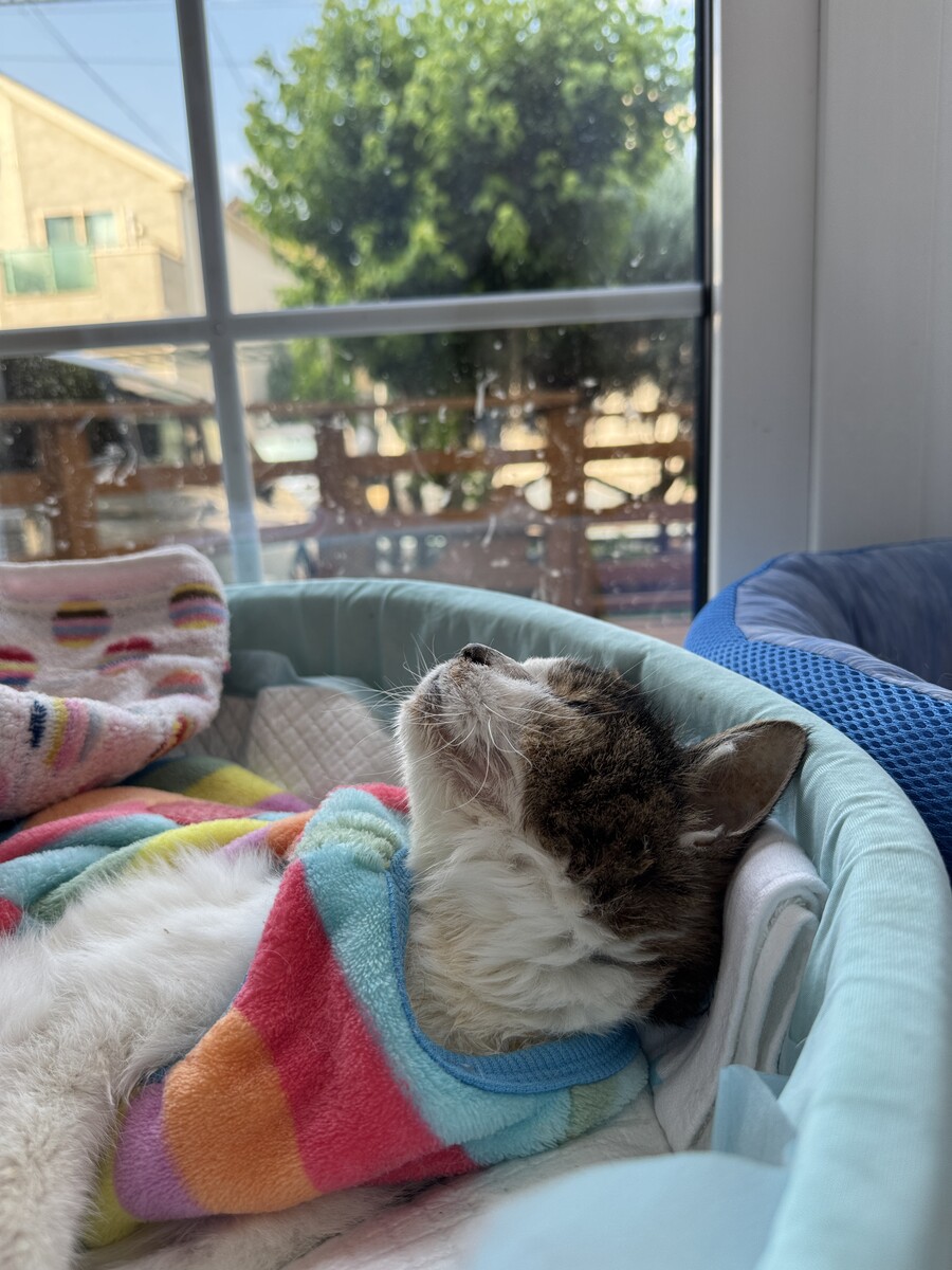 マメのこと : JUNKLAND