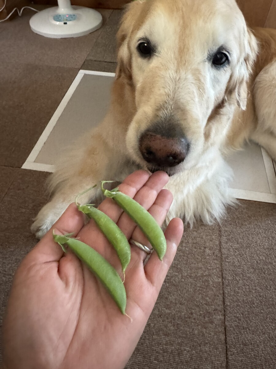 ダイダイからの贈り物 : JUNKLAND