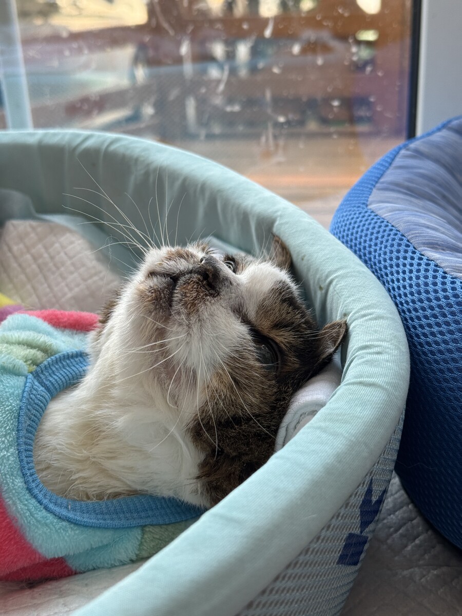 マメのこと : JUNKLAND