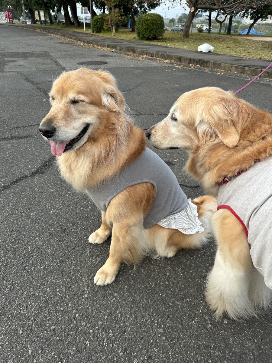 カレンダーと夕方散歩♪ : JUNKLAND