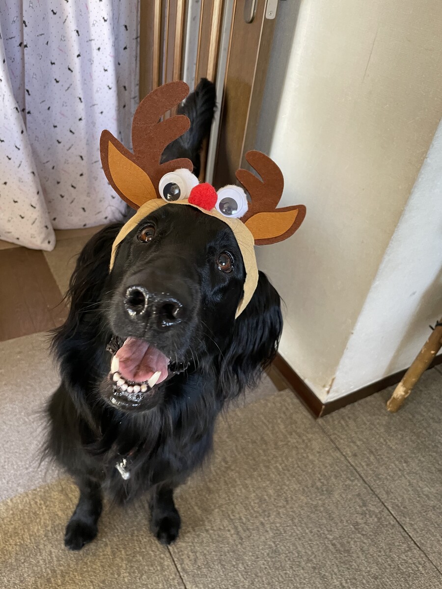 フラン欠乏症 : JUNKLAND