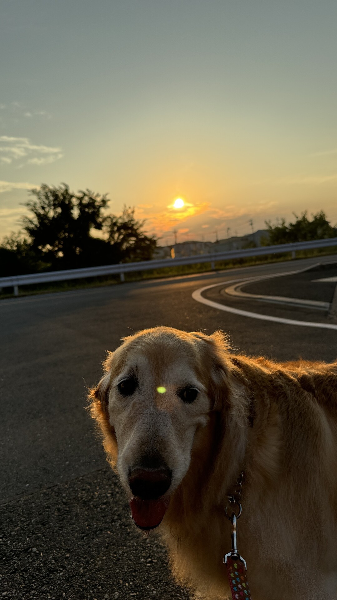 リビングのドアは閉めらない（苦笑） : JUNKLAND