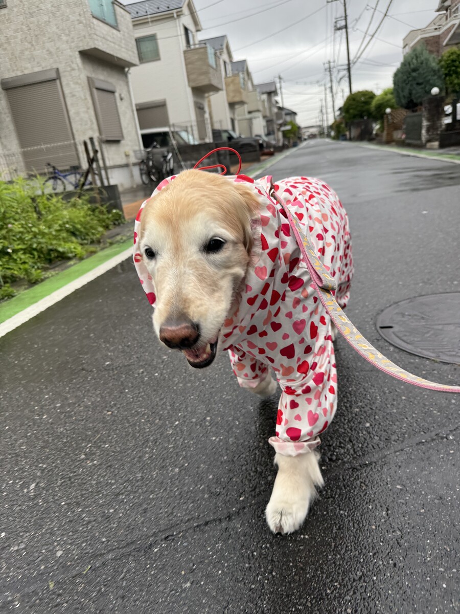 2025年05月 : JUNKLAND