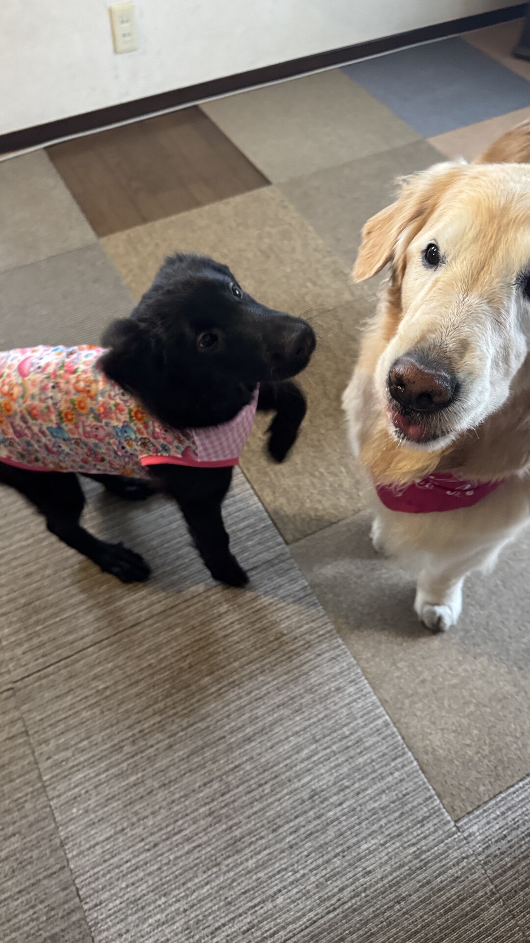 やってもーた : JUNKLAND