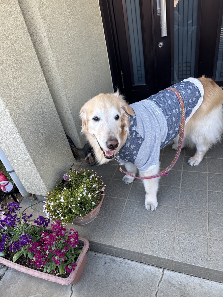 2025年03月 : JUNKLAND