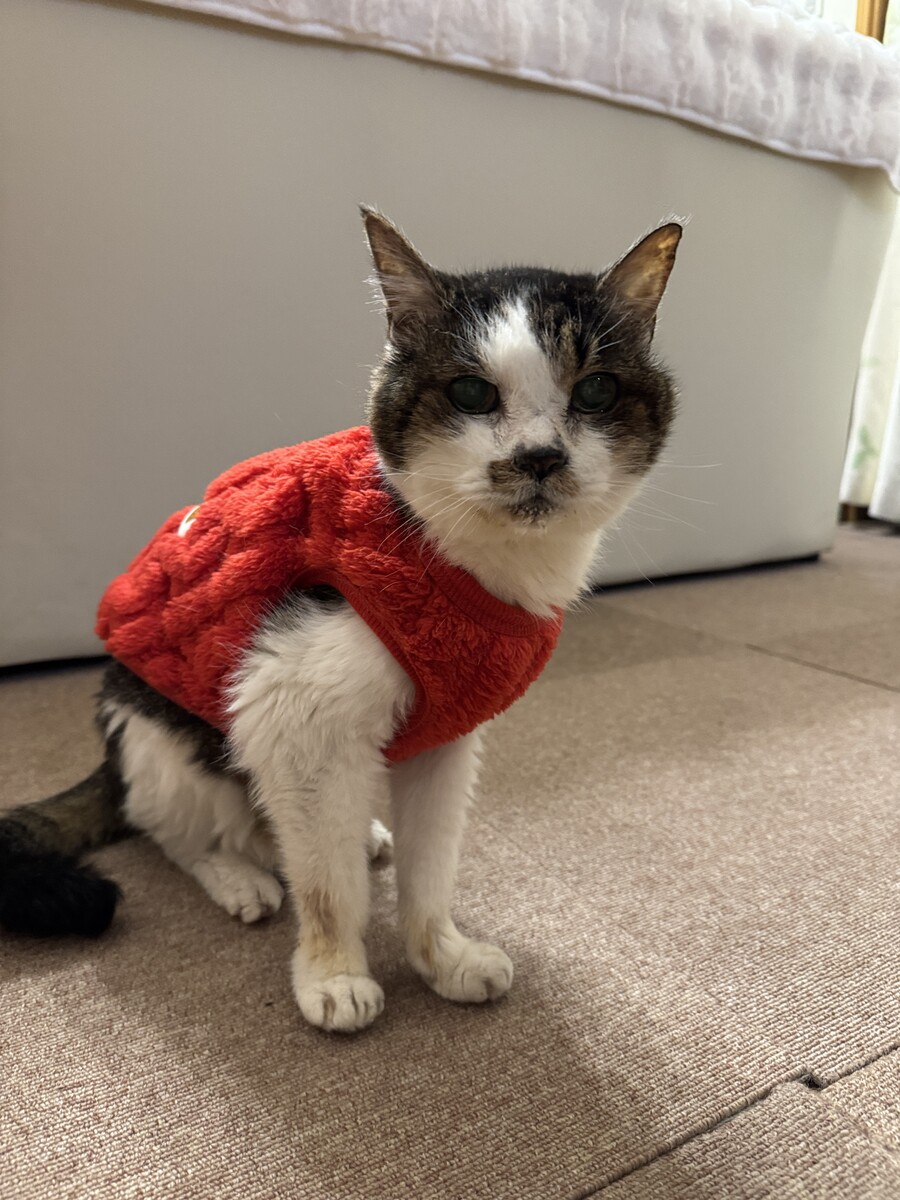 明日、お空にむかいます : JUNKLAND