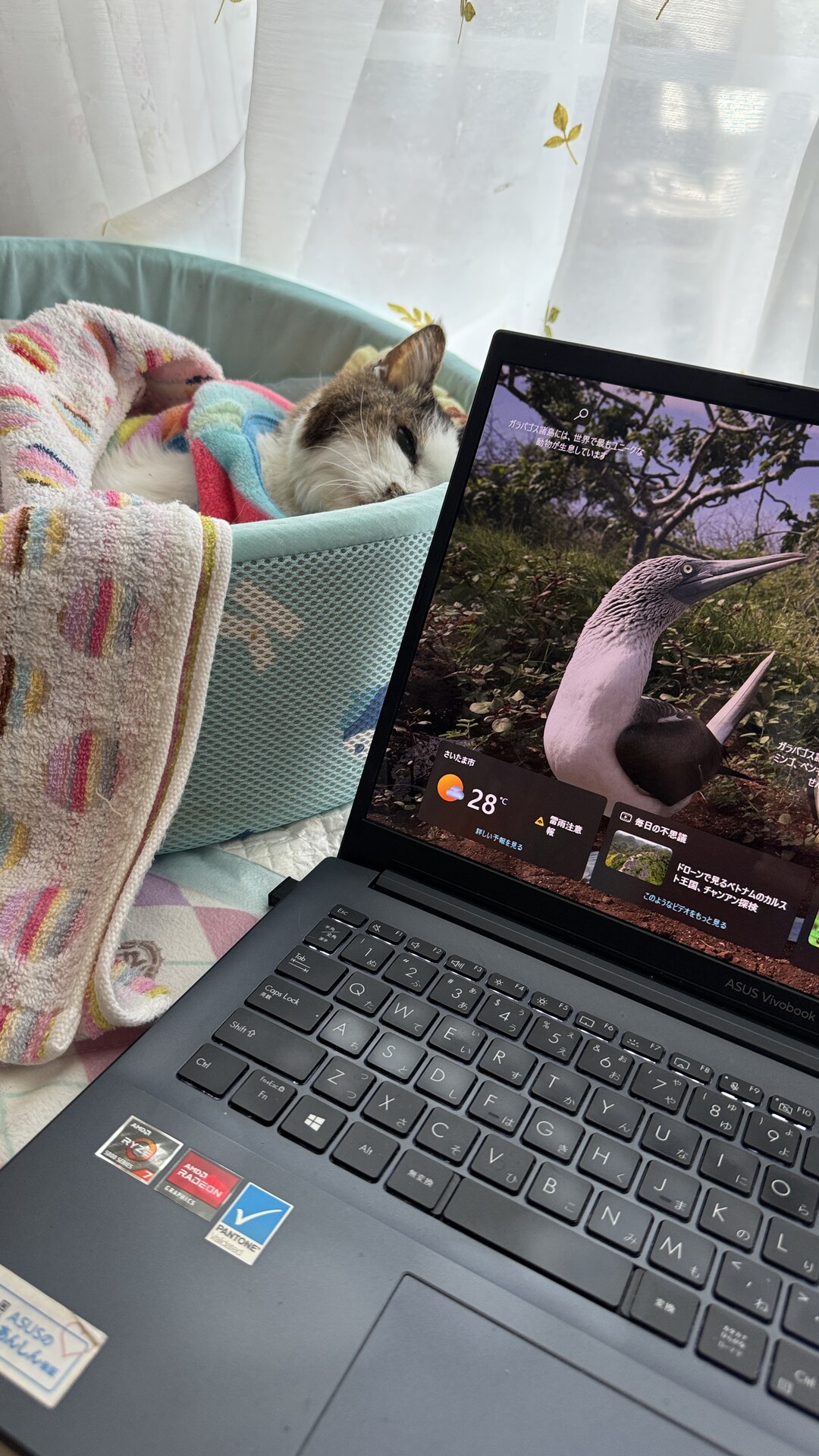 マメのこと : JUNKLAND