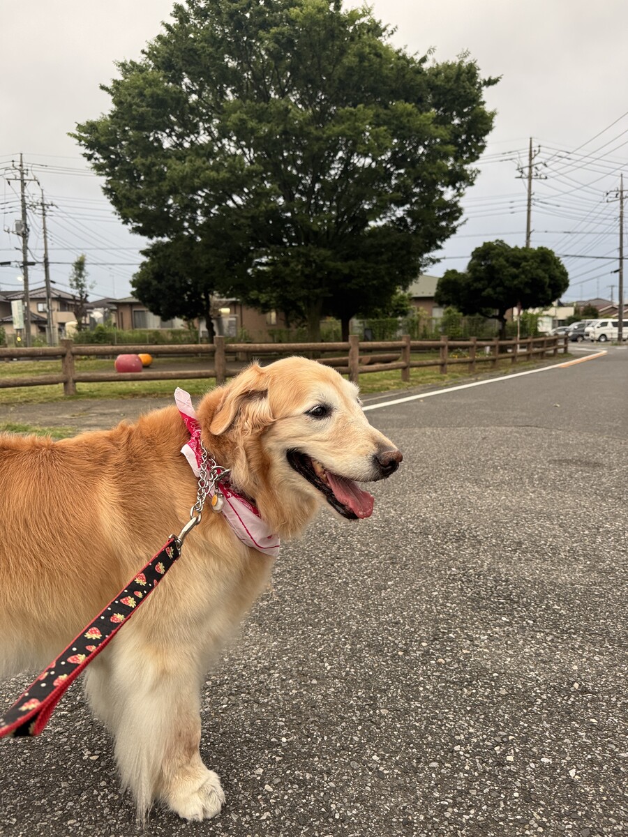 涼しい～～～ : JUNKLAND