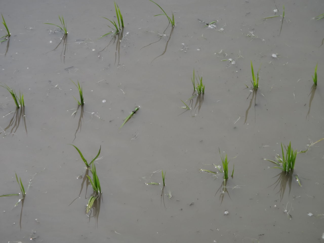 2013 除草試験 1 （動画） : 水田除草