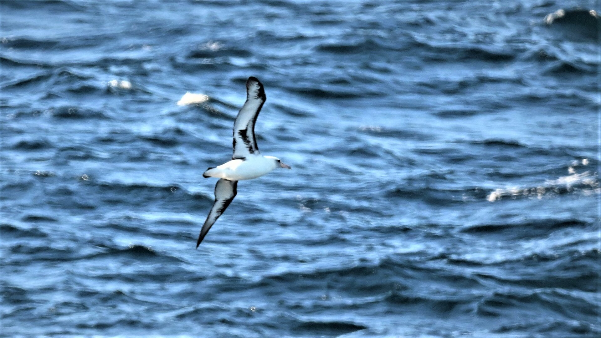 ヨット Jennifer号 航海記 探鳥旅行記 : 12月 6日 コアホウドリ74歳産卵 CNN記事紹介