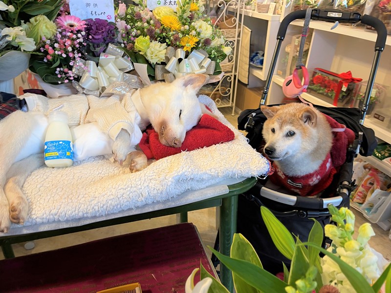 さよなら、リリーパイセン(ToT) : かぼすちゃんとおさんぽ。 Powered by ライブドアブログ