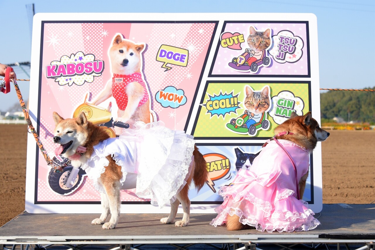 Doge Day2024 開催のお知らせです! : かぼすちゃんとおさんぽ Doge Day2024 開催のお知らせです! : かぼすちゃんとおさんぽ