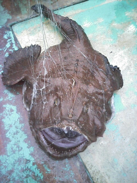 日本海の恵み【アンコウ】 : 越後の海鮮問屋