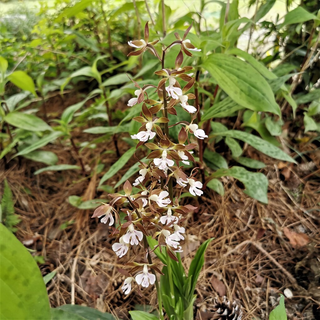 自粛？ : 親爺日記
