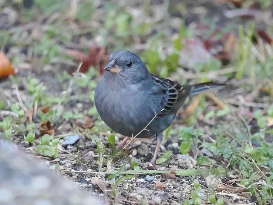 クロジ : 野鳥図鑑