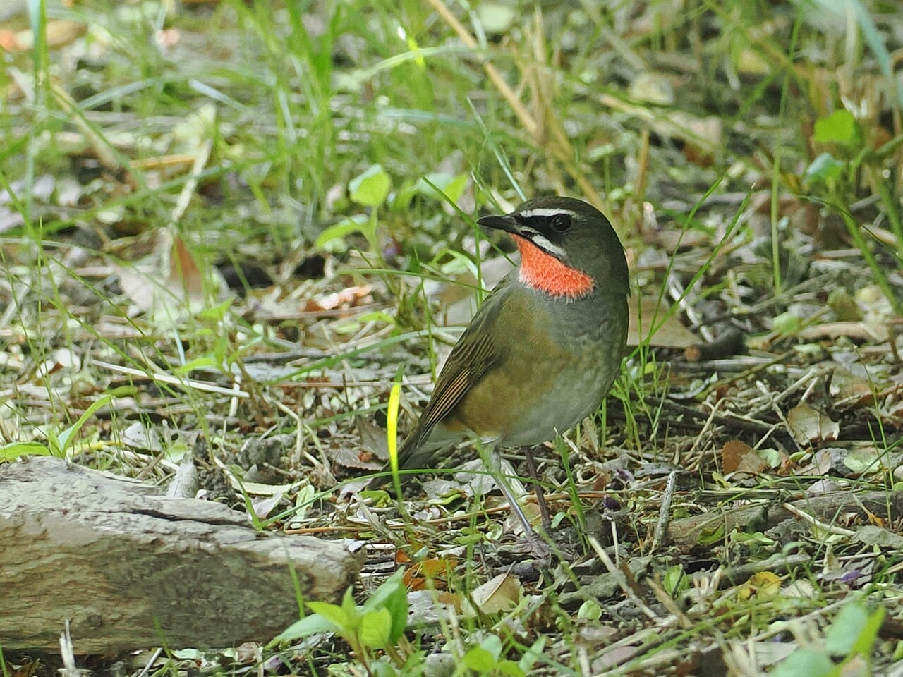 今季初のノゴマがやって来た！ : カーコとダンナのお出かけ写真