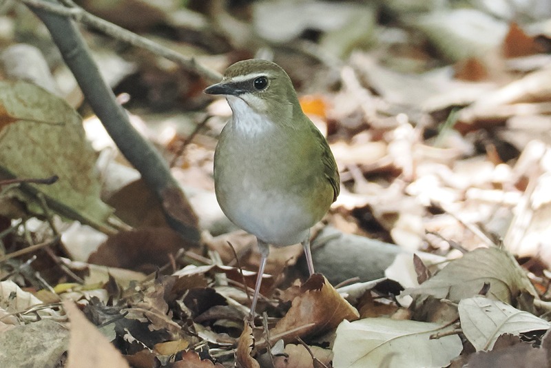 ノゴマのメスがやって来ました : カーコとダンナのお出かけ写真