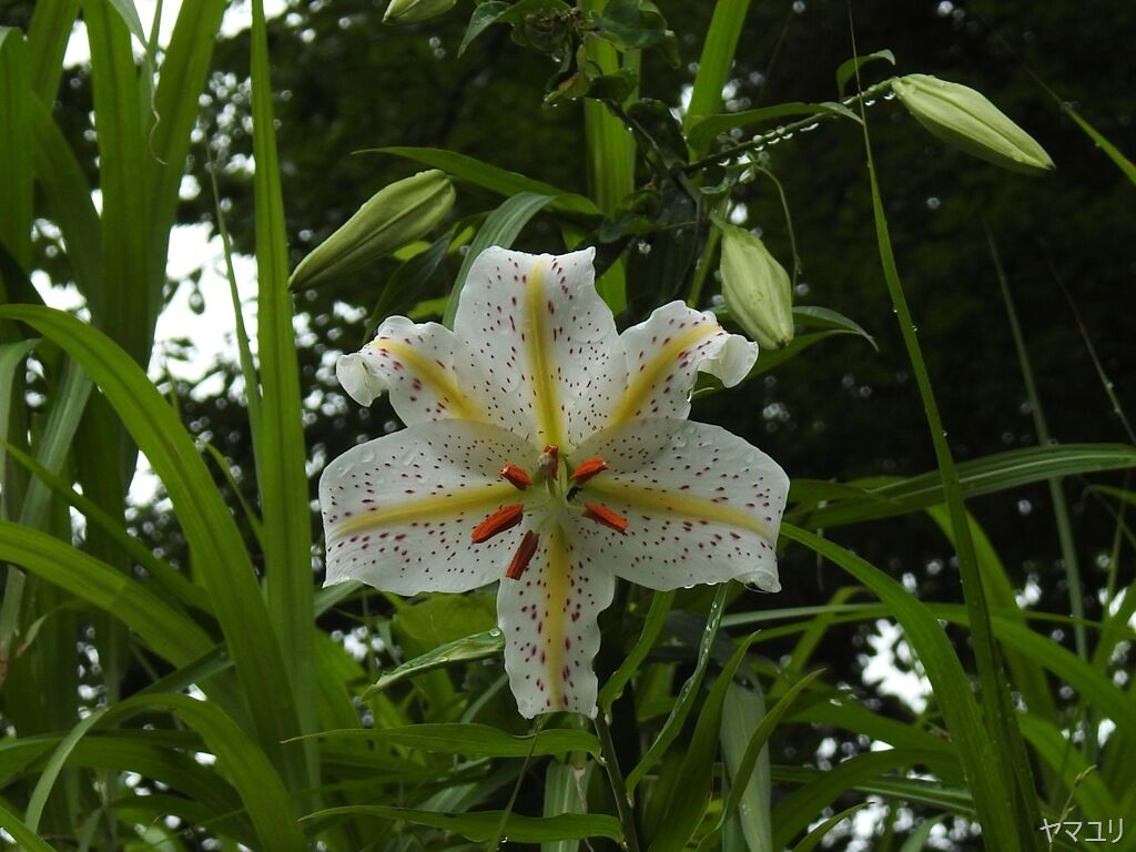 ぶらっと高尾山Ⅱ 2025/07-2 : Mt.Takao Kamata ClubⅡ