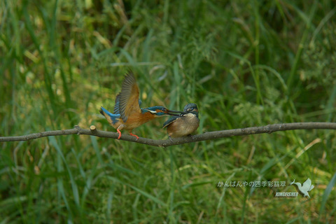 カワセミ・子育て、給餌、交尾。 : かんばんやの四季彩翡翠