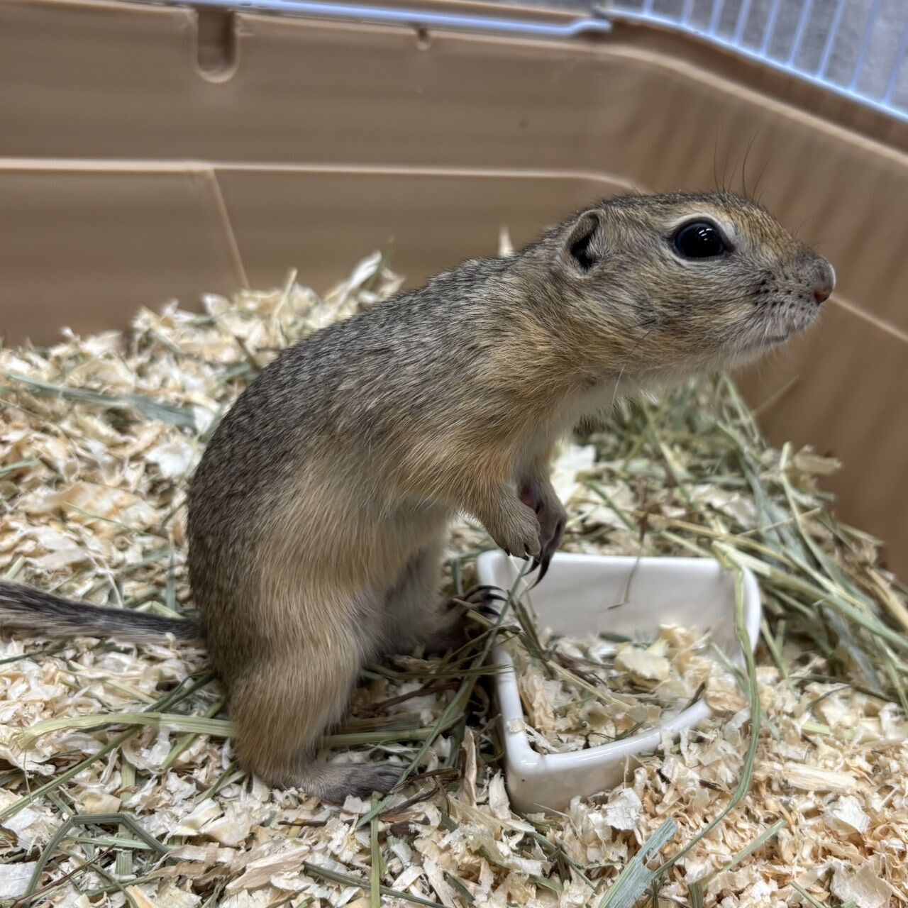 新しい小動物の紹介です🐹 : かねだい足立店ブログ