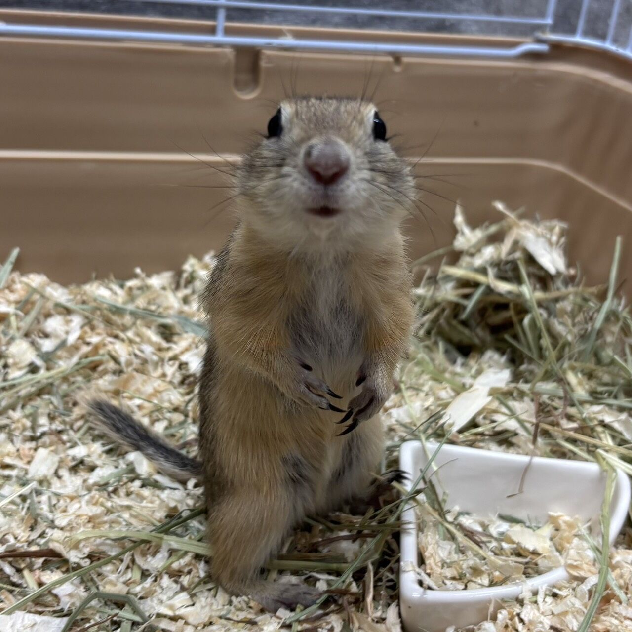 新しい小動物の紹介です🐹 : かねだい足立店ブログ