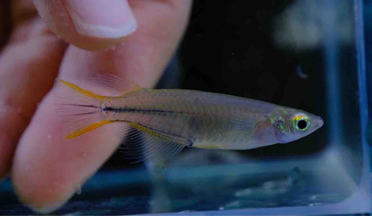 1月12日(金)熱帯魚入荷情報②🌟 : かねだい足立店ブログ