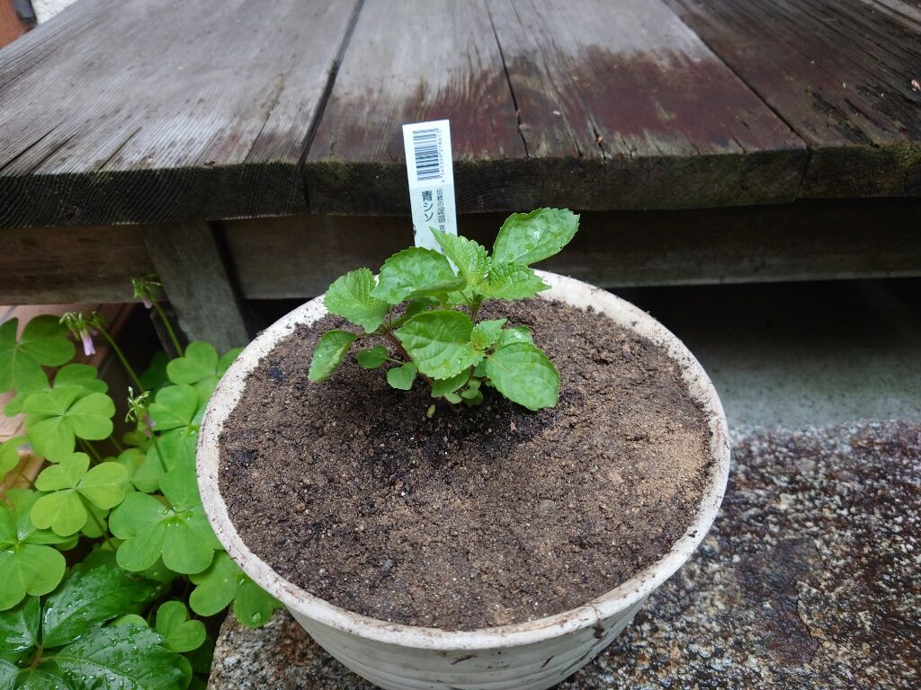 家庭菜園2 2023年 : 新・シークルプなオヤジ