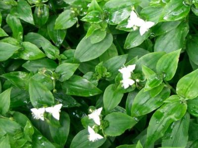 しわくちゃ犬と歩くニュージーランド:2007年11月 - livedoor Blog（ブログ）