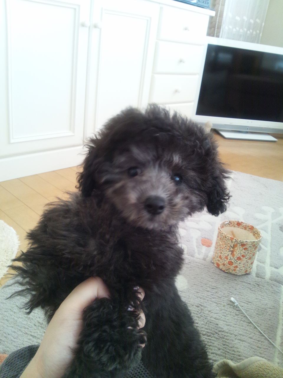 一年前のシロップと昨日のシロップ : Torico-lore