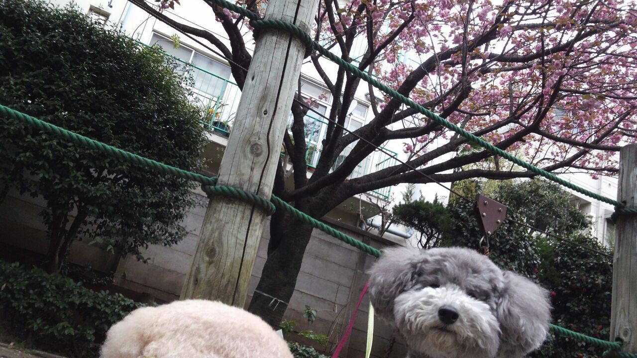 仕事中のワンズ : Torico-lore