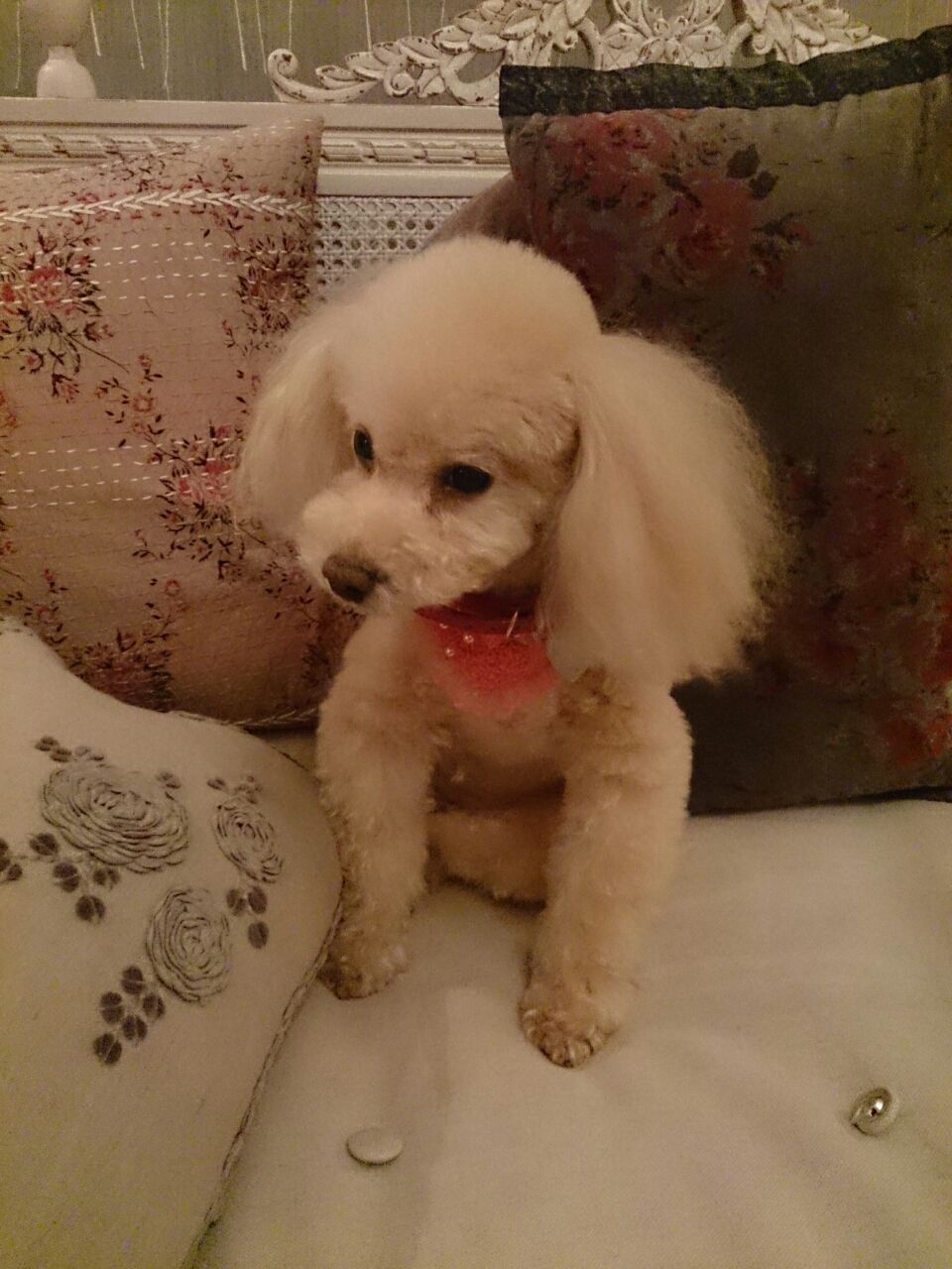 2015年03月03日 : Torico-lore