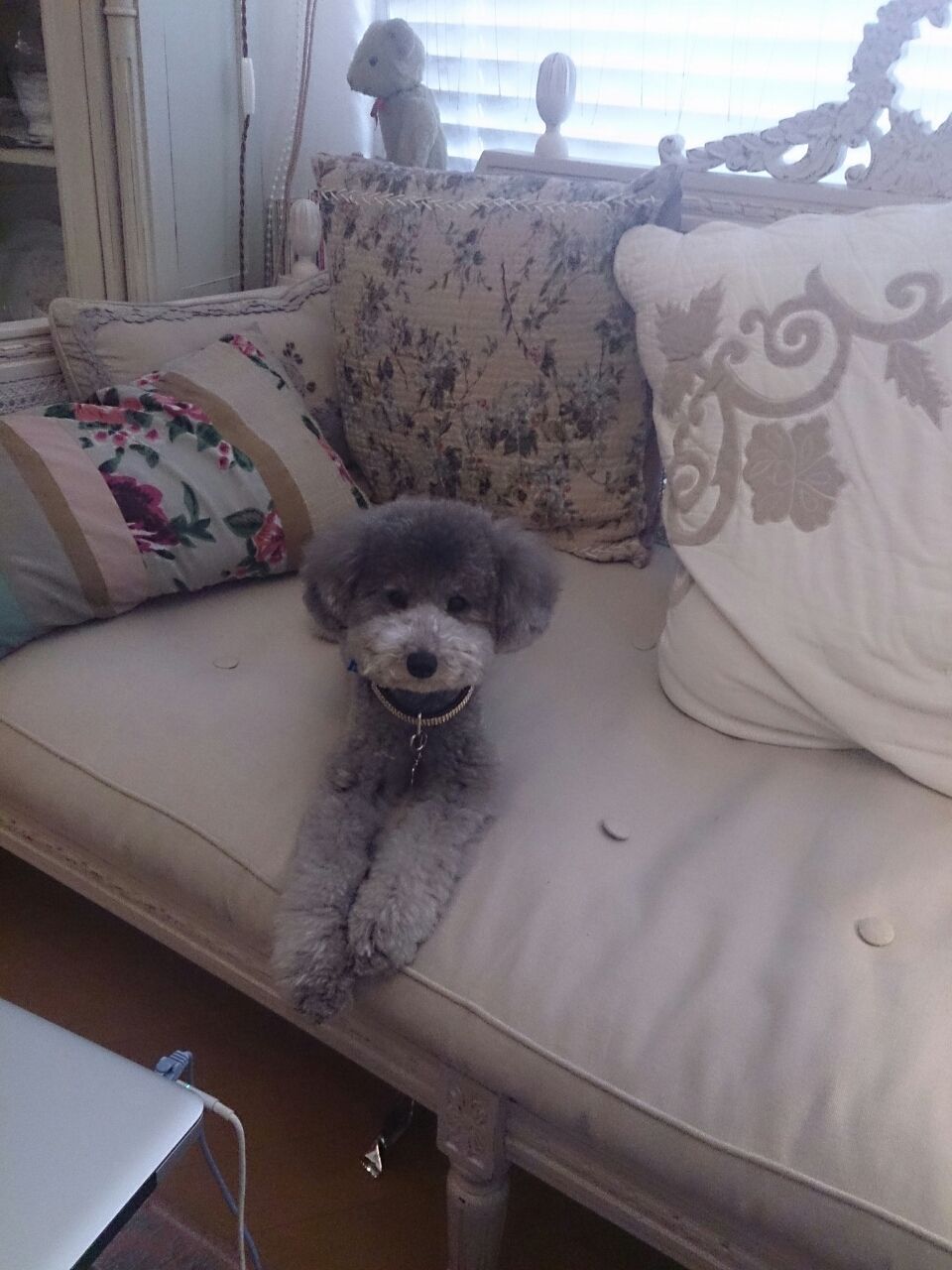 最近のワンズ : Torico-lore