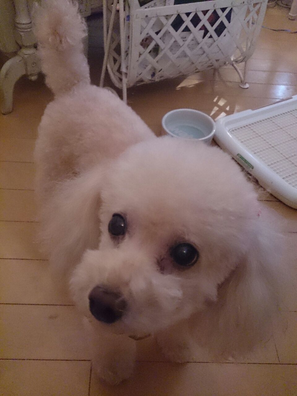 最近のワンズ : Torico-lore