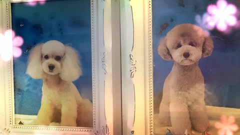 トリミングの日 : Torico-lore